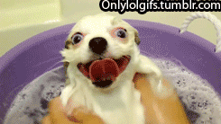 Gif De Perro Loco There's Something About Mary (3/5) Movie CLIP Dog