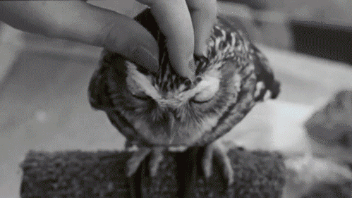 Süßes Eulen Gif Tumblr