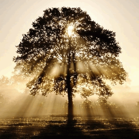 GIF tree - animated GIF on GIFER - by Bralar