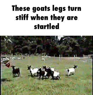 Goats GIF on GIFER - by Salas