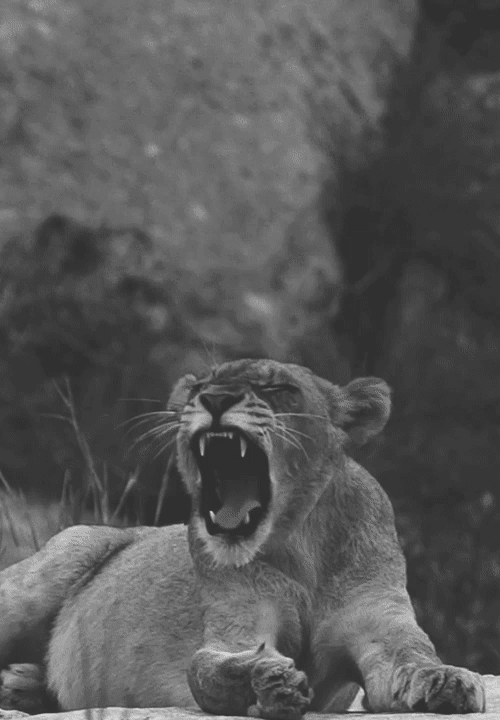 Lion sick GIF on GIFER - by Manameena