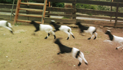 GIF goat goat running crazy goats - animated GIF on GIFER - by Meztigor