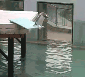 GIF falling funny animals - animated GIF on GIFER - by Gagal