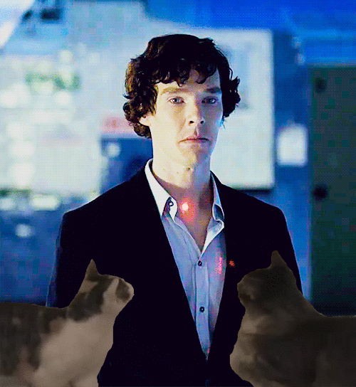 Mash up cat sherlock GIF on GIFER - by Auriril