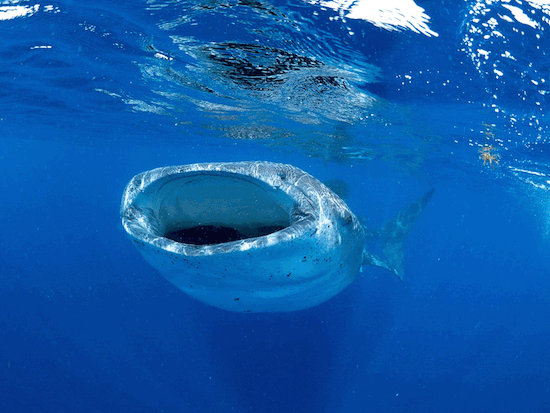 Swimming GIF on GIFER - by Gavilanim