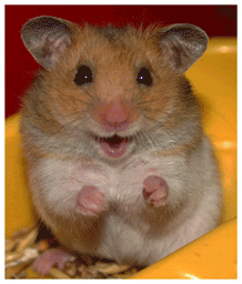 Hamster GIF on GIFER - by Torisar
