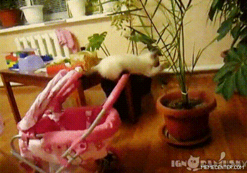Force GIF on GIFER - by Auriron