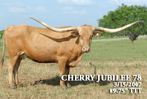 GIF texas longhorns - animated GIF on GIFER - by Brath
