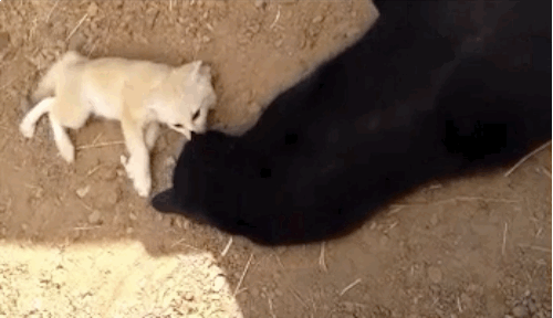 GIF rupert friend - animated GIF on GIFER - by Thoril