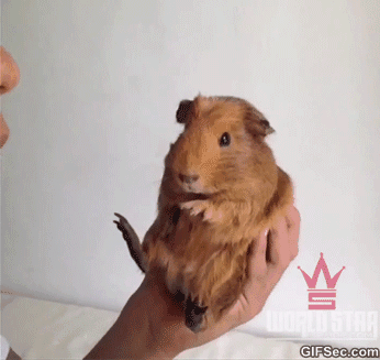 Hamster GIF on GIFER - by Sazel