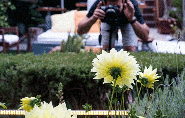 Photos plant animate GIF on GIFER - by Ummath