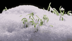 Cordate botany nature GIF on GIFER - by Vudosar