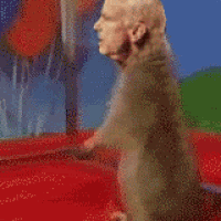 John mccain GIF on GIFER - by Meztir
