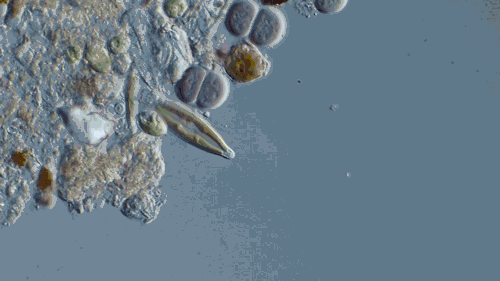 Microscopic GIF on GIFER - by Yogul