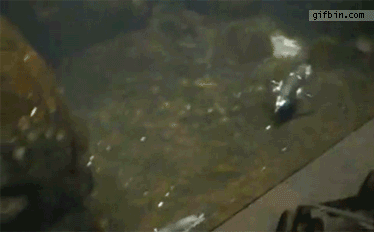 GIF nope penguin fart - animated GIF on GIFER - by Kazrajin