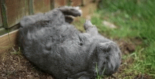 Rabbits rabbit GIF on GIFER - by Voodooshicage