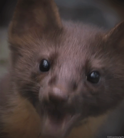 Pine marten tiere animals GIF auf GIFER - von Bluedweller