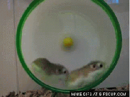 Hamster GIF on GIFER - by Voodoorg