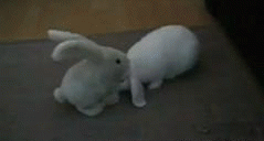 Rabbit rabbits bunny GIF on GIFER - by Mari