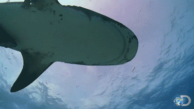 Animals animal ocean GIF on GIFER - by Gardakora