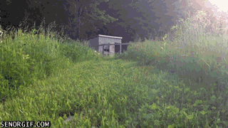 Attack goats GIF on GIFER - by Blackbringer