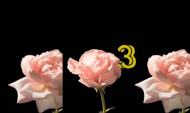 GIF chanel 3 - animated GIF on GIFER - by Sharisar