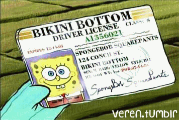 GIF driver license spongebob squarepants spongebob - animated GIF on ...