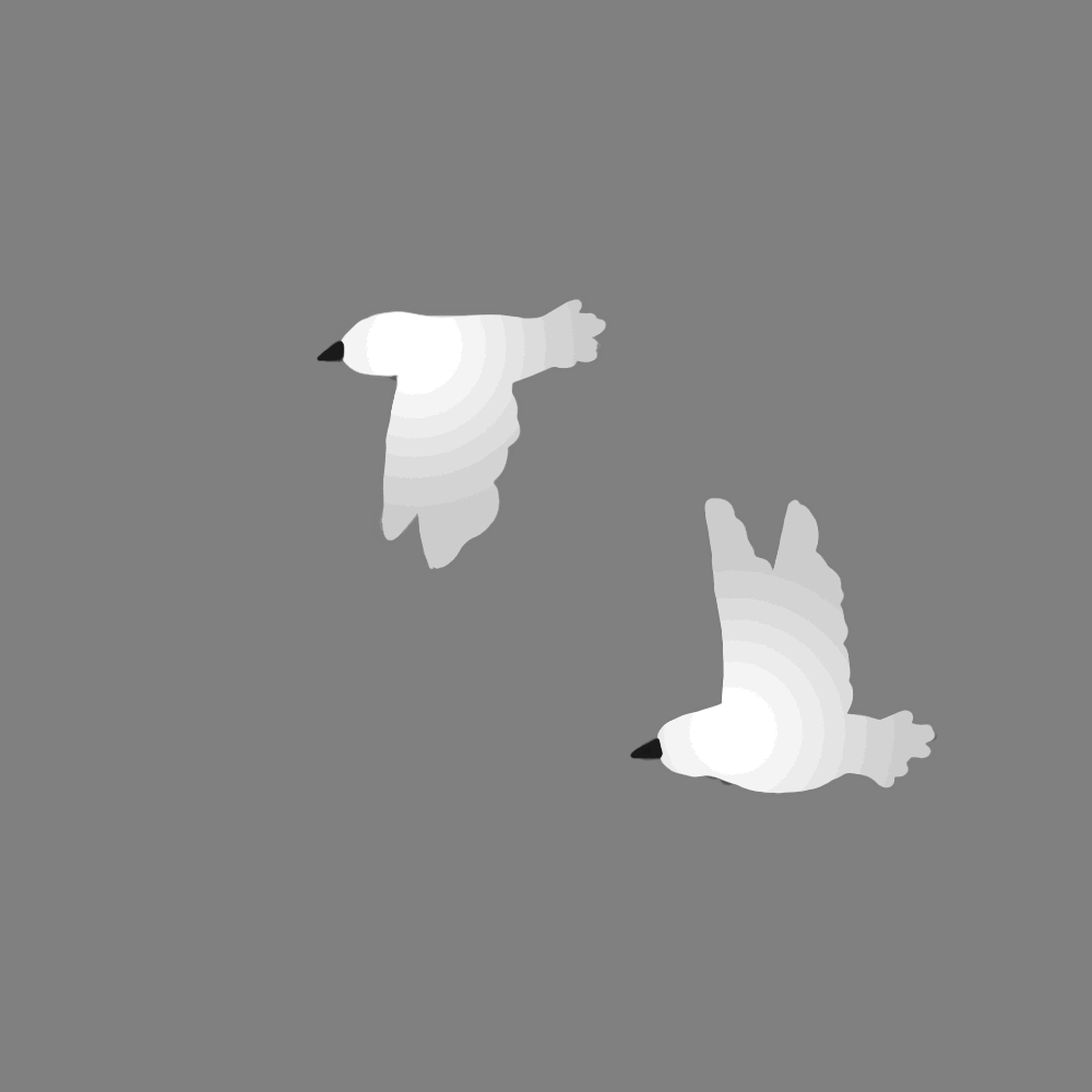 White Pigeon Gif