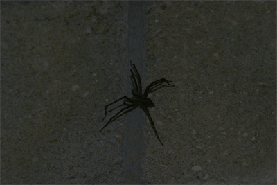 GIF spider - animated GIF on GIFER - by Brightforge