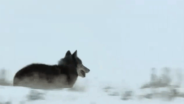 Wolf wolves GIF on GIFER - by Thunderforge