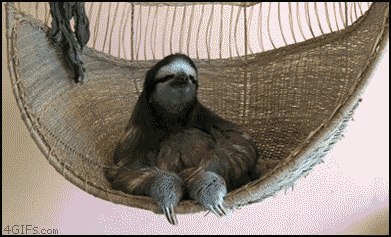 Deal with it sloth GIF on GIFER - by Aritus