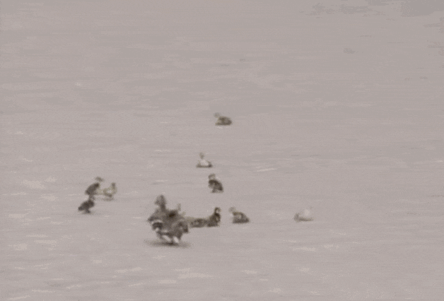 Wind GIF on GIFER - by Tygrantrius