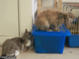 Rabbit GIF on GIFER - by Thordilen