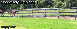 Horses running horses galloping horse GIF on GIFER - by Tojagar