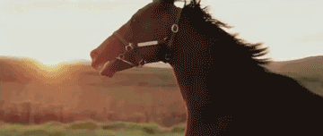 GIF horse horses equine - animated GIF on GIFER - by Lightfont