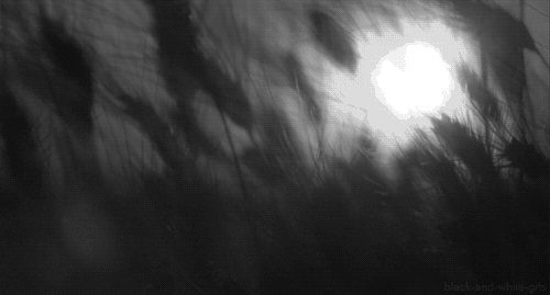 GIF landscape sun wheat - animated GIF on GIFER - by Shakus