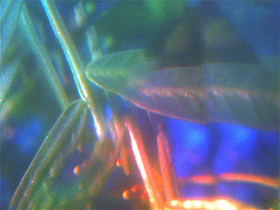 Tree cyberdelic artists on tumblr GIF on GIFER - by Goldenstaff