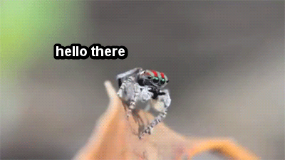 Hello spider hello there GIF on GIFER - by Ygglv