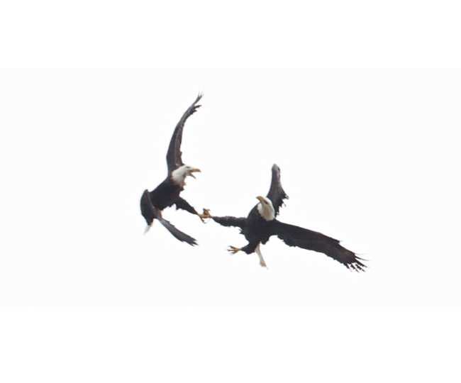 Eagles falling sky GIF on GIFER - by Malagor