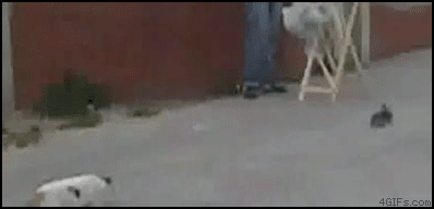 Frustrated GIF on GIFER - by Whitedweller