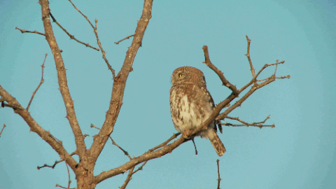 Owls GIF on GIFER - by Sirameena