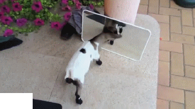 GIF back goats reflection - animated GIF on GIFER - by Thordilbine
