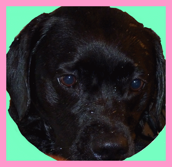 Chanel 5 GIF on GIFER - by Axedragon