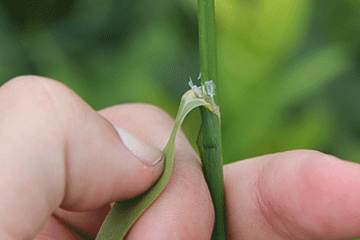 Green plant GIF on GIFER - by Saithidar