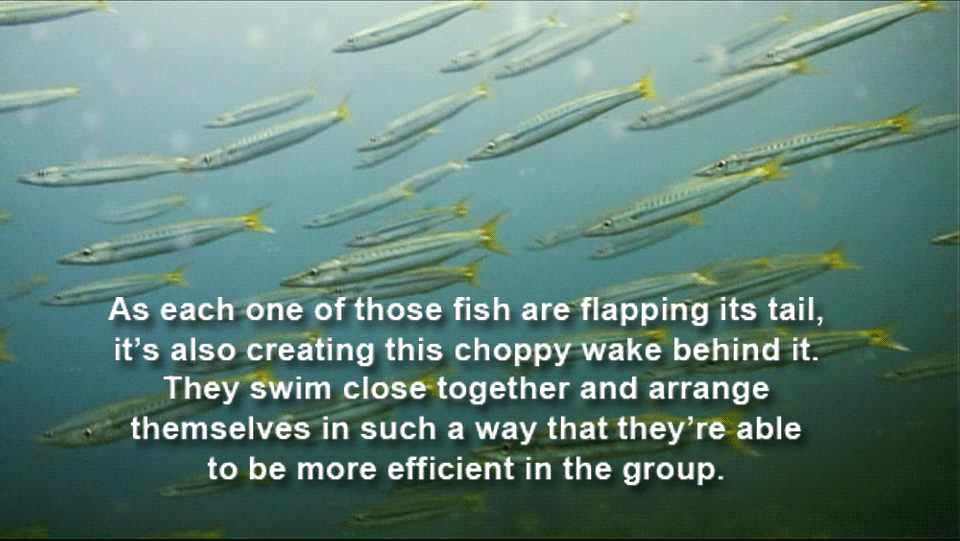 GIF wind - animated GIF on GIFER - by Drelasius