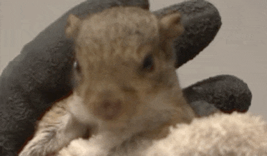 Flirtendes Wellen Gif Flirtatious Wave GIFs Find & Share On GIPHY