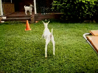 Goats trampolines animals on trampolines GIF on GIFER - by Shaktijind