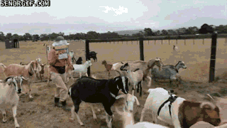 Run mindwa goats GIF on GIFER - by Mubar