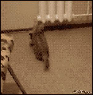 Cat ninja hopping GIF on GIFER - by Shann