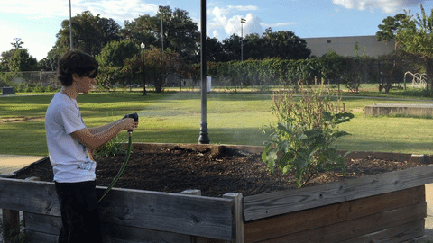 Gif Home Vegetable Garden